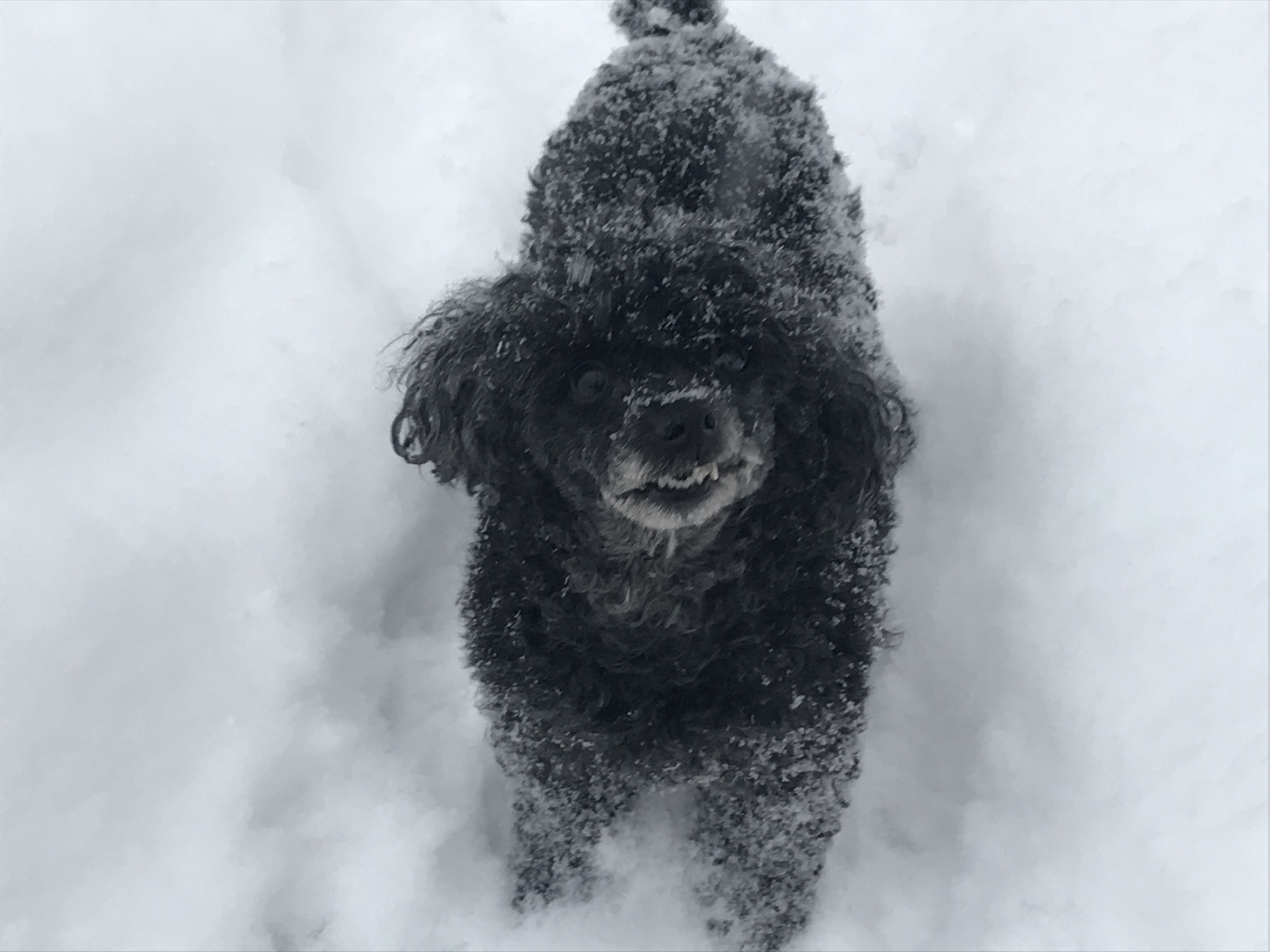 Stay, Sylvie. Stay. Good dog – KEN WHEATON